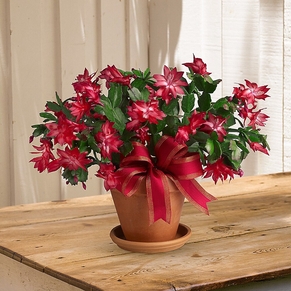 Merry Christmas Cactus in Eustis FL Terri s Eustis Flower Shop