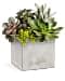 Teleflora's Concreate Oasis Succulent Garden in Chelsea MI - Chelsea ...