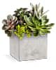 Teleflora's Concreate Oasis Succulent Garden in Chelsea MI - Chelsea ...