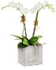 Teleflora's Orchid Artistry in Cheshire CT - Elegant Orchids Florist