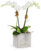 Teleflora's Orchid Artistry in Cheshire CT - Elegant Orchids Florist