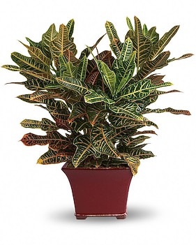 Plants Delivery Benton Harbor MI - Crystal Springs Florist