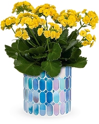 Plants Delivery El Dorado KS - Walter's Flowers