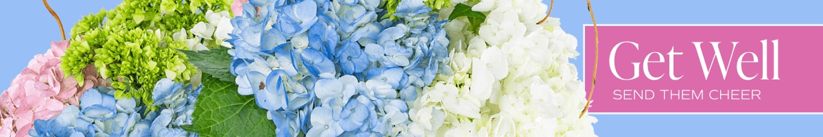 Get Well Delivery Louisville KY - Country Squire Florist, Inc.