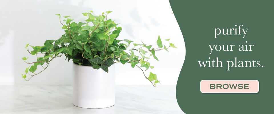 Florence Florist - Flower Delivery by Kaleidoscope Florist & Designs