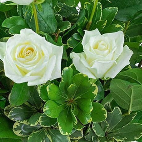 White Rose Bush