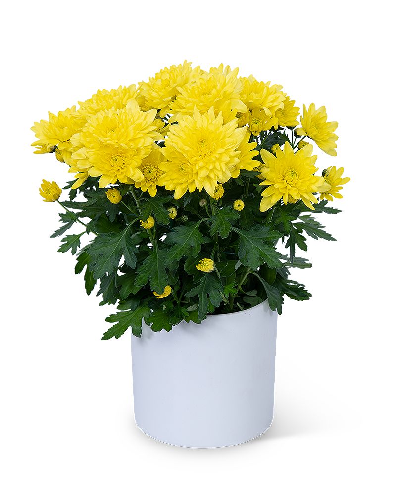 Florist's chrysanthemum store