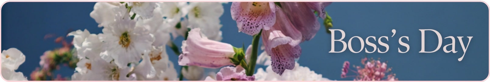Boss's Day Floral Delivery Moline IL - K'nees Florists