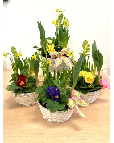 Plants Delivery Winnipeg MB - Broadway Florists