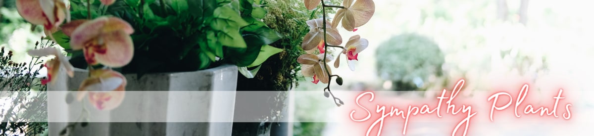 Sympathy Plants Scottsdale | Living Memorials by Flowers by Coley