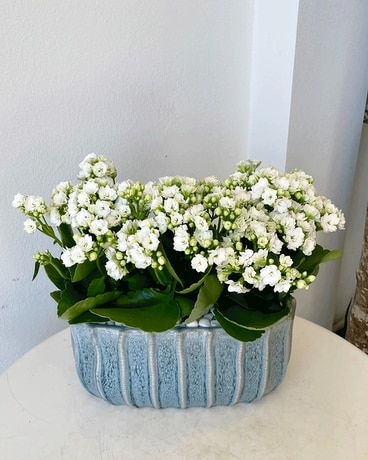 Shop All Delivery Los Angeles CA - Sonny Alexander Flowers