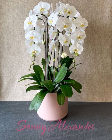 Pink Orchids in Los Angeles CA - Sonny Alexander Flowers