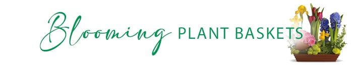 Denver Florist - Flower Delivery by Ed Moore Florist