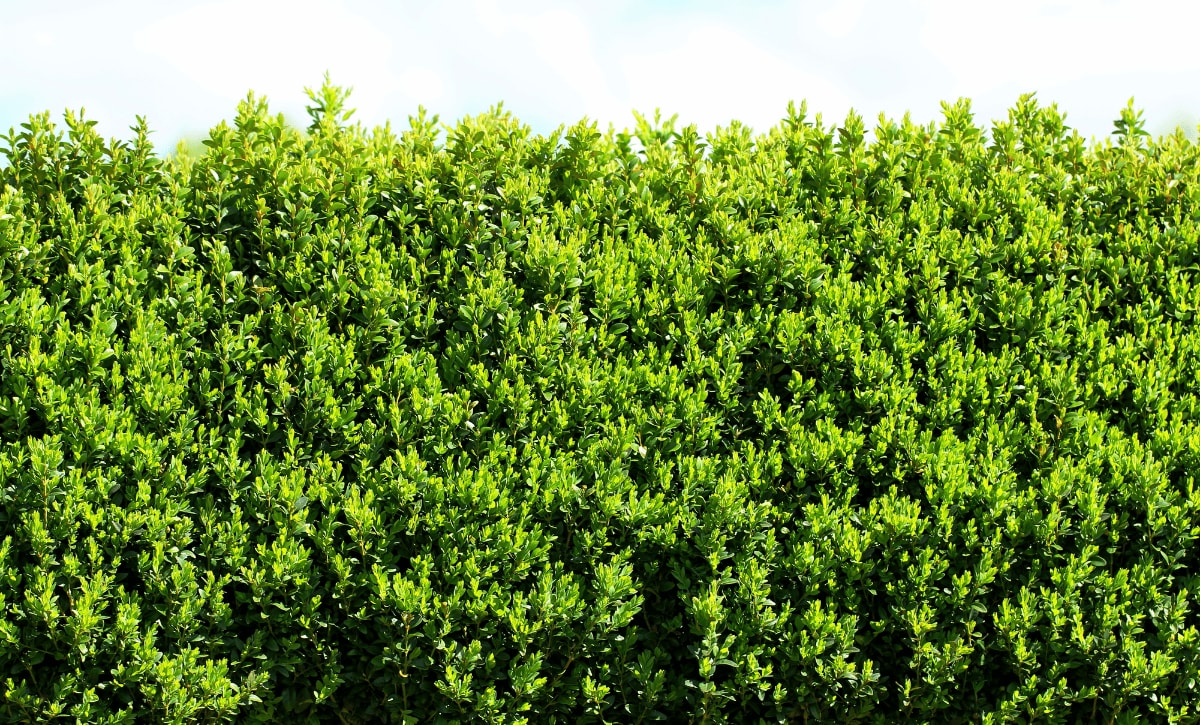 Boxwoods Close Up