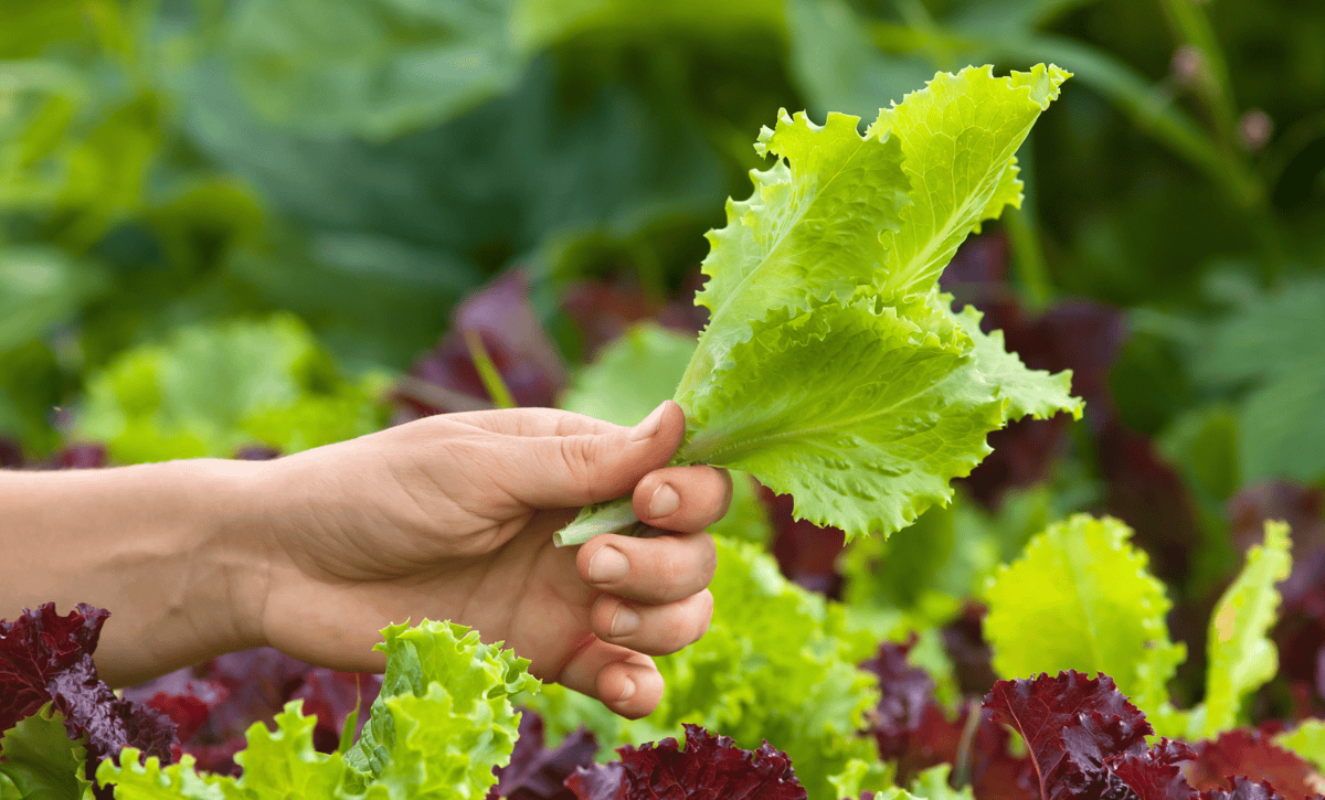 Lettuce Close Up