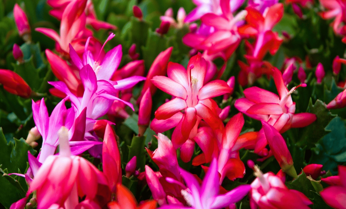 Zygo Cactus Close Up