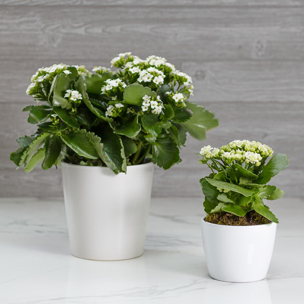 At McArdle's , we've hand-selected Calandiva in bloom and ready to ...