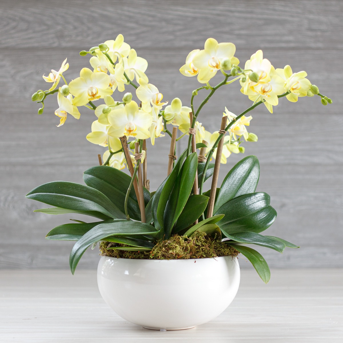 Mini Orchid Garden in White Ceramic Small in Greenwich CT - McArdle's ...