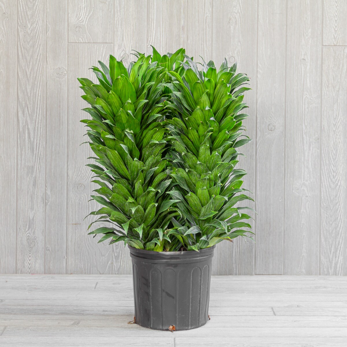 Dracaena 'JC Compacta' Bush (Dragon Tree) 10" in Greenwich CT - McArdle ...