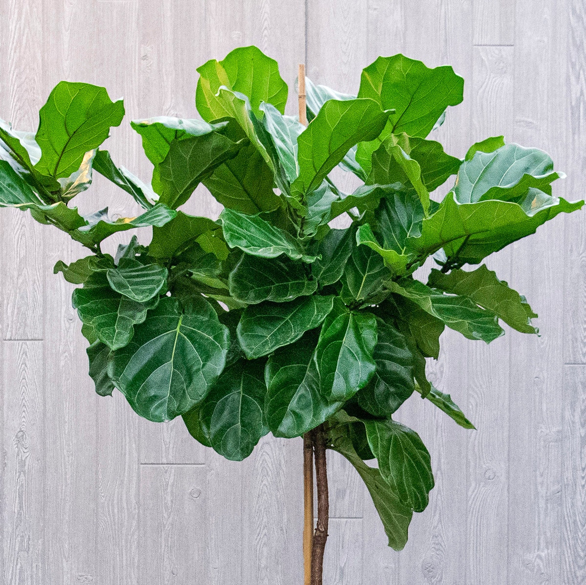 FICUS LYRATA (FIDDLE LEAF FICUS) 10" in Greenwich CT - McArdle's Floral ...