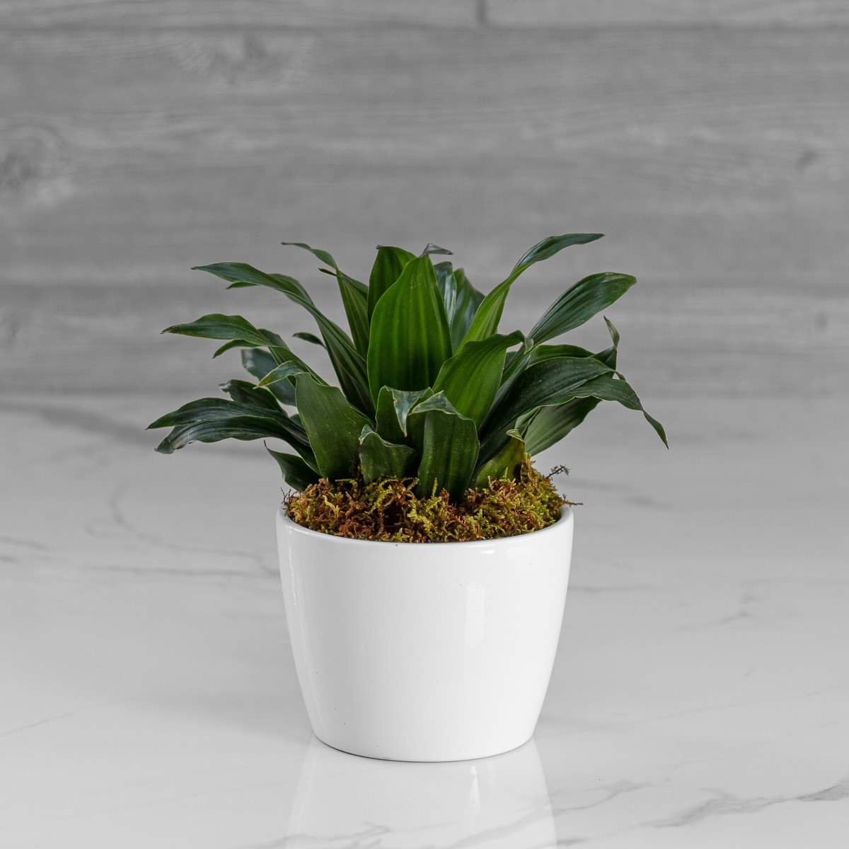 Tall Plants Delivery Greenwich CT - McArdle's Floral & Garden Design