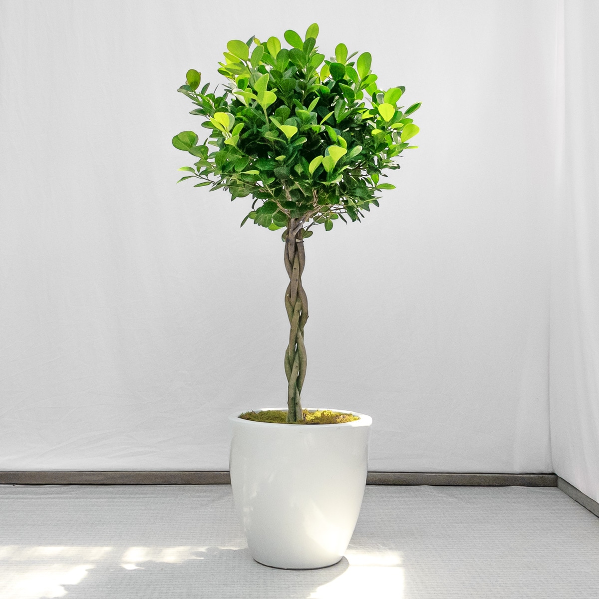 FICUS 'DANIELLE' (FICUS) 10" in Greenwich CT - McArdle's Floral ...