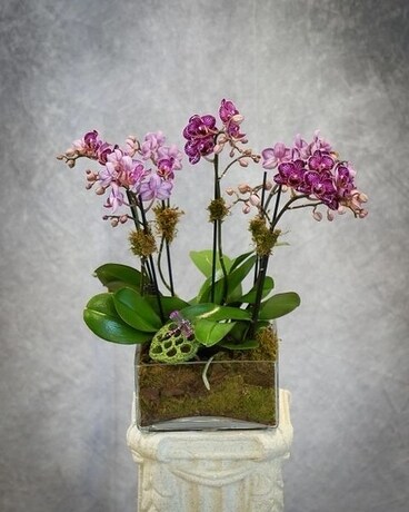 Orchids Delivery Wellington FL - Nature's Bouquet Florist
