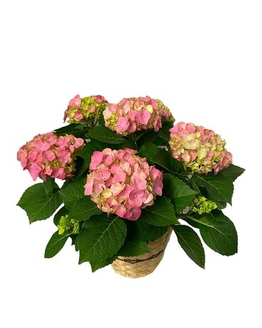 Springfield Florist - Flower Delivery by Flowers By Mary Lou, Inc.