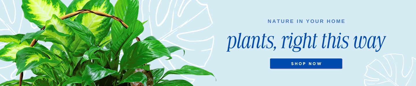 Oklahoma City Florist - Flower Delivery by Morrison Floral & Greenhouses