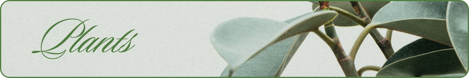 Plants Delivery Solon OH - Duffy's Flowers & Plants