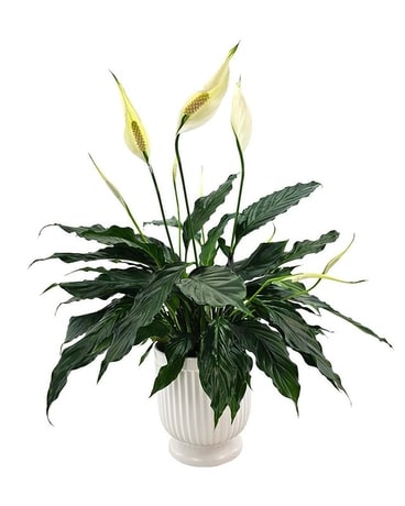 Chicago Florist Comfort Planter 6" in Chicago IL - Kloeckner Preferred ...