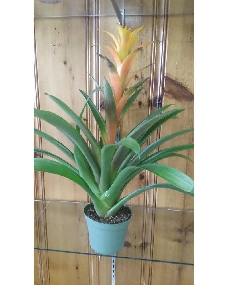 Yellow Bromeliad Plant in Henderson KY - Shaw's Flowers, Inc.