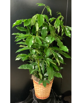 Schefflera Amate Flower | Best Flower Site