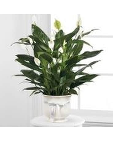 Potomac's Comfort Planter in La Plata MD - Potomac Floral Design Studio