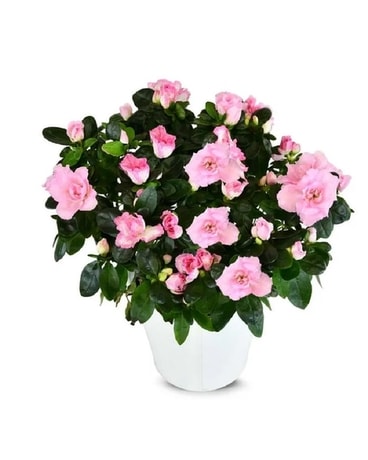 Azalea House Plant in Randallstown MD - Tropical Arrangements