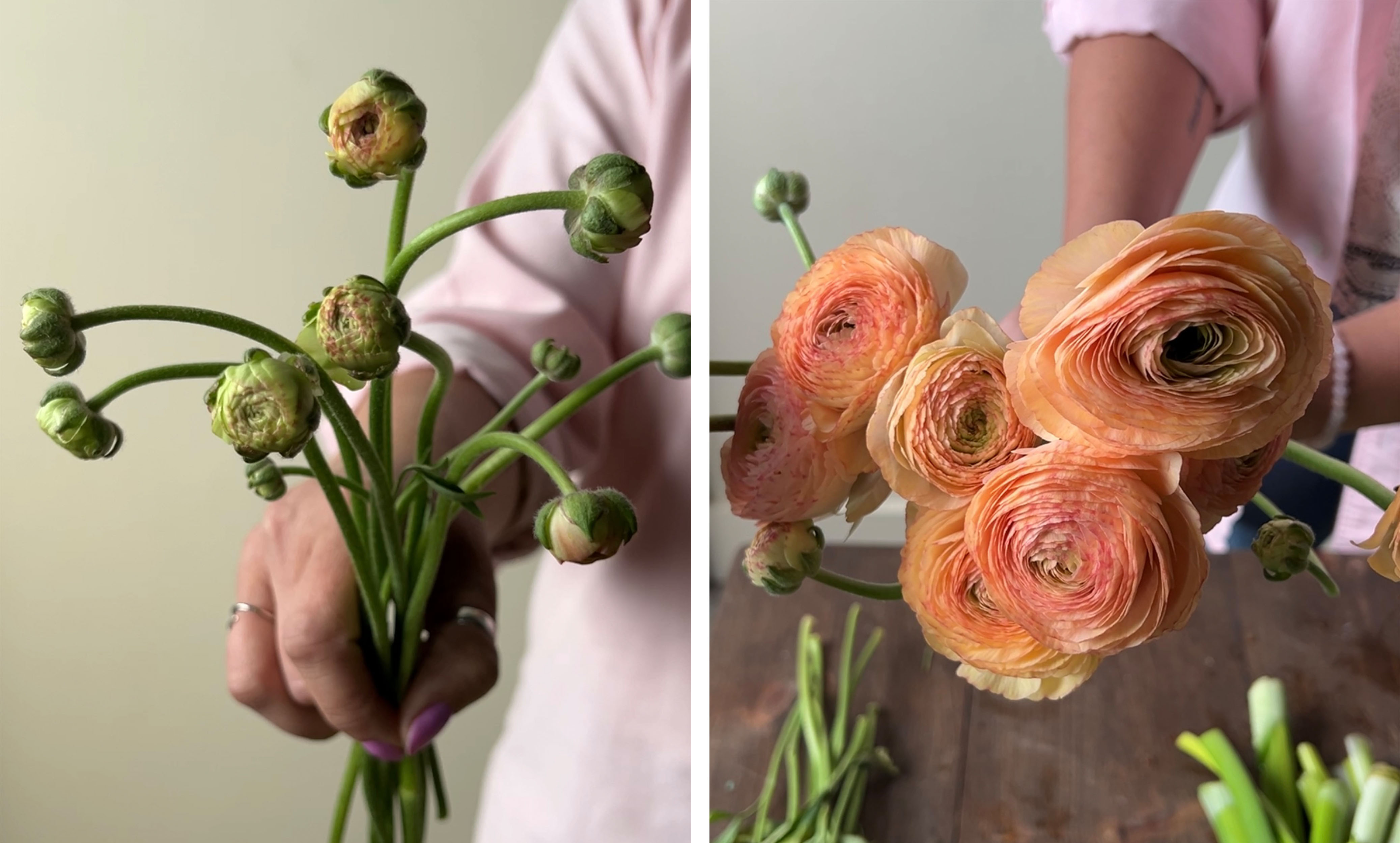 Ranunculus