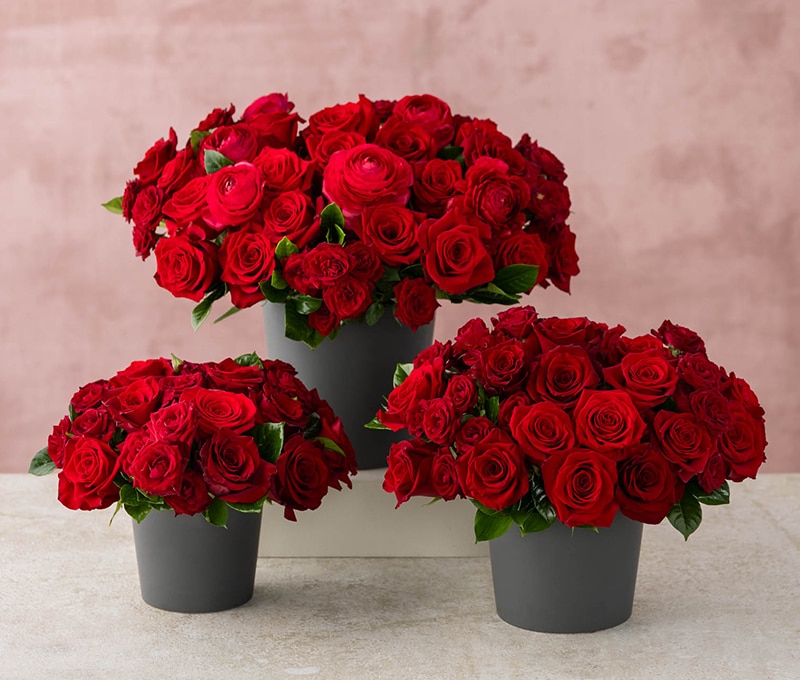 Same Day Flower Delivery in Greenwich, CT | Winston Flowers