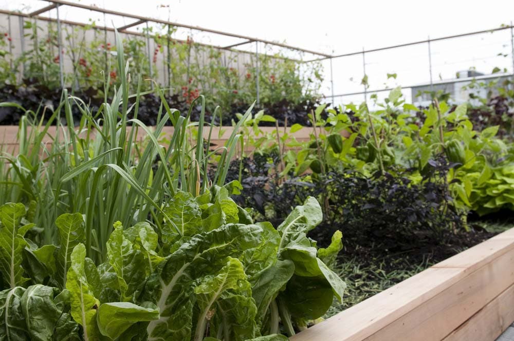 Rooftop Vegetable Garden Gallery | Winston Flowers
