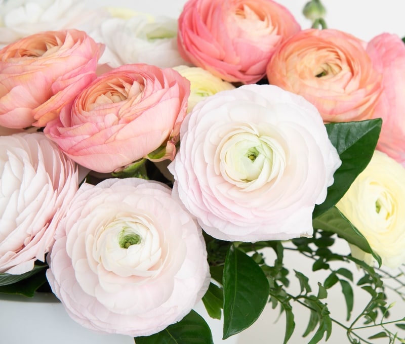 Ranunculus
