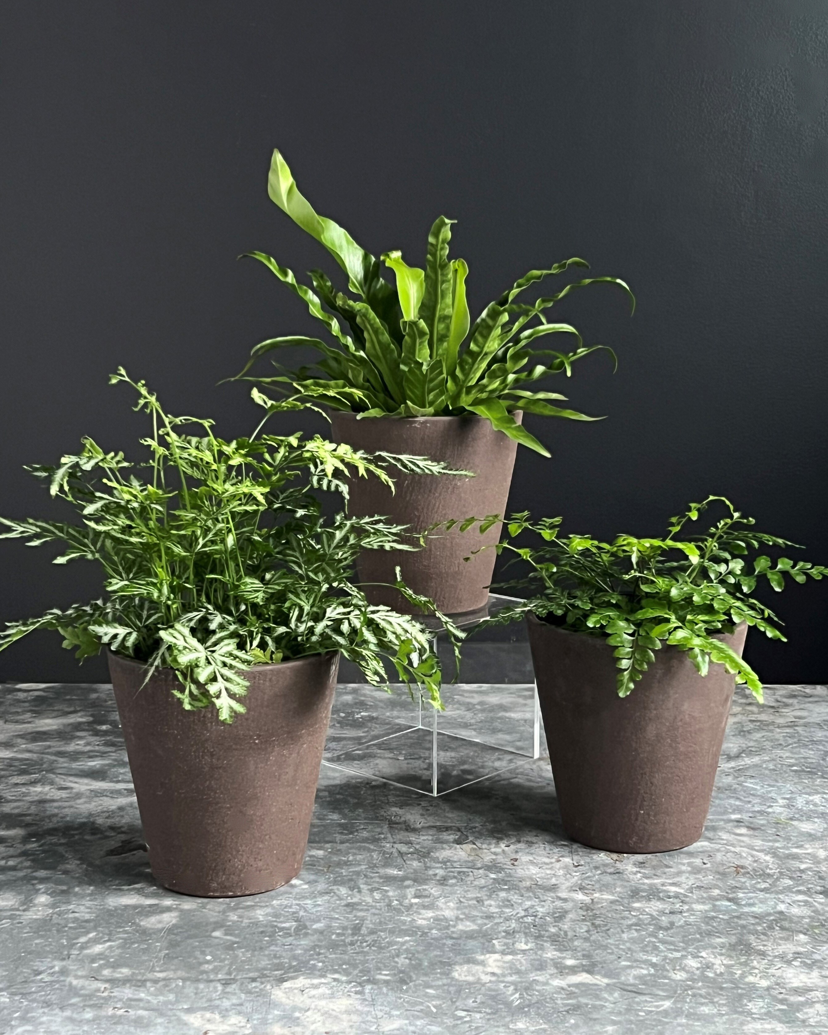 New Year, New Leaf in Boston MA - Winston Flowers