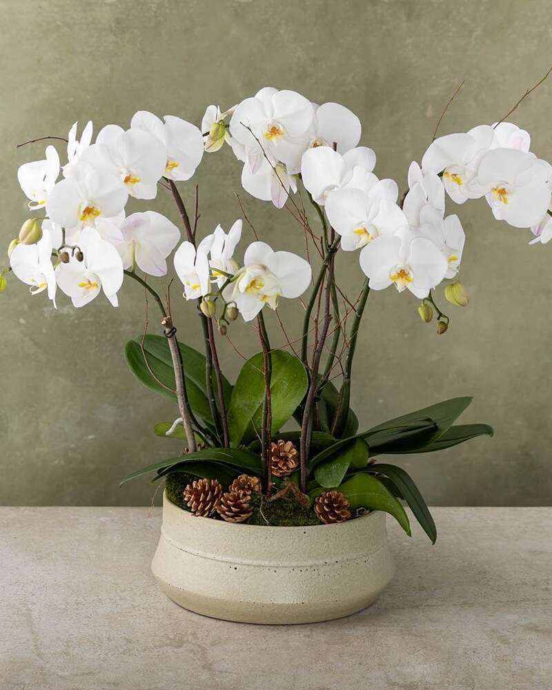 Deluxe Orchid Forest in Boston MA - Winston Flowers