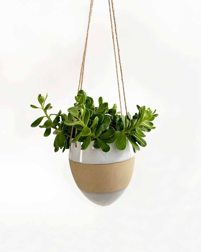 Hanging Jade Plant in Boston MA - Winston Flowers