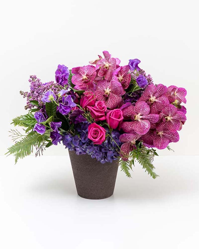 Violet in Bloom in Boston MA - Winston Flowers