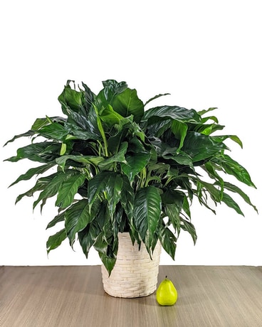 Peace Lily Plant in Walpole MA - Flowers & More Design Studios