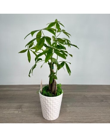 WF'S MONEY TREE in Waltham MA - Anderson Florist