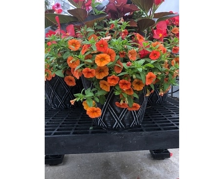 Saline Florist - Flower Delivery by Saline Flowerland, Inc.