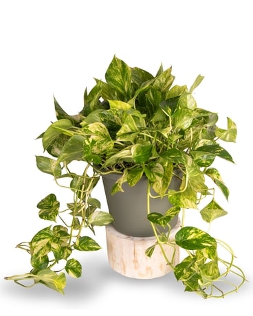 Plants Delivered in Flushing MI - Flushing Florist & Greenhouse