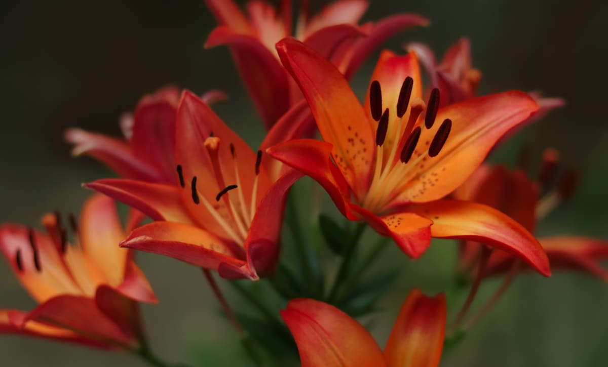 Seasonal Splendor: Discovering Oriental and Asiatic Lilies at Seasonal ...