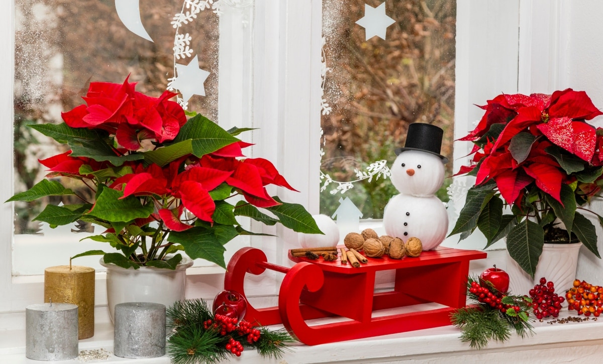 Transform Your Holidays with Seasonal Scapes