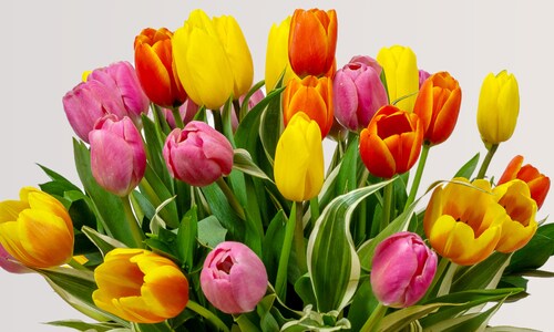 Martina's Flowers and Gifts | Florist of Augusta & Evans, GA